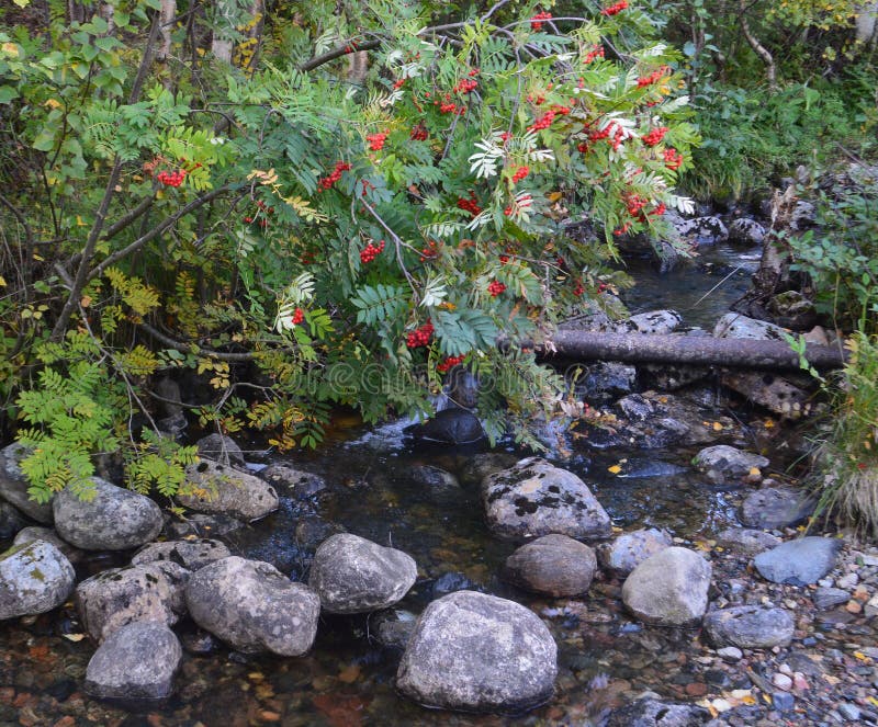 Rowan Tree by a Forest Stream Stock Photo - Image of kitchen, forest ...