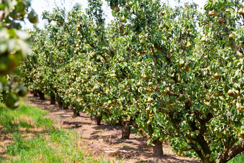 Image of Rows with Pear Trees with Fruits Stock Image - Image of eating ...