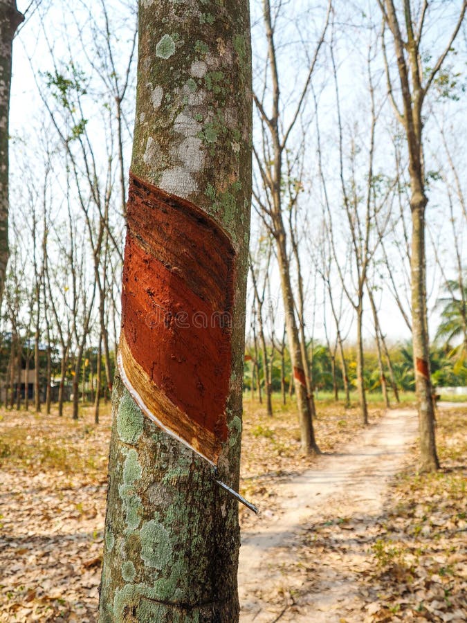 Rubber Tree in the Rubber Forest. Image in Natural Rubber Farm Stock ...