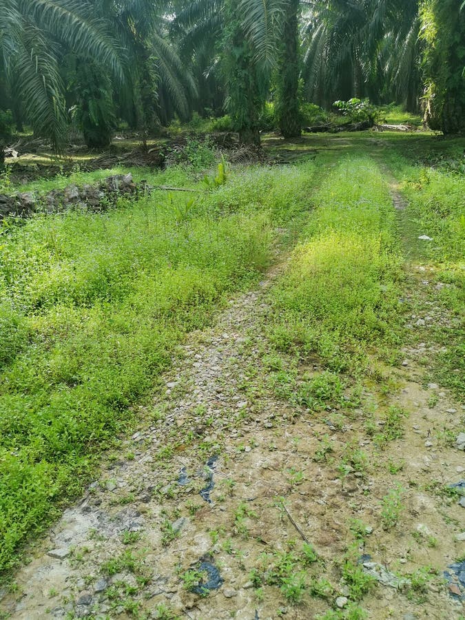 Rural Pathway Along the Sprouting Ageratum Conyzoides Field. Stock ...