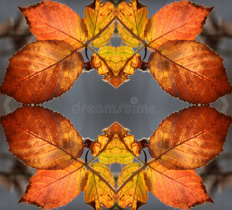 Rust Coloured Autumn Bramble Leaf Repeat Stock Image - Image of rust ...