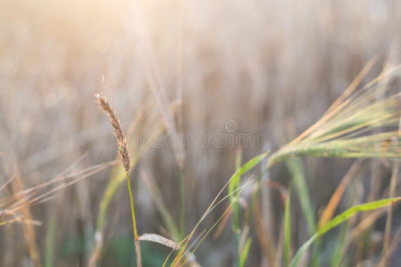 Image of Rye Field on a Sunny Day. Ear of Rye Close-up at Sunset Stock ...