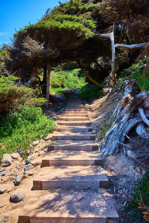 Sandy Steps Cutting through Hill Surrounded by Tree Roots and Cypress ...