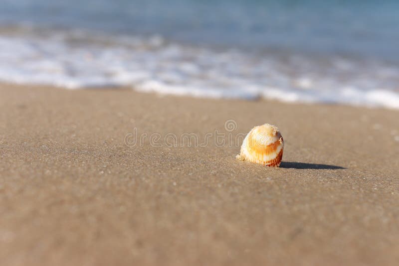 Image of Sandy Summer Beach and Seashell at Sun Light Stock Photo ...