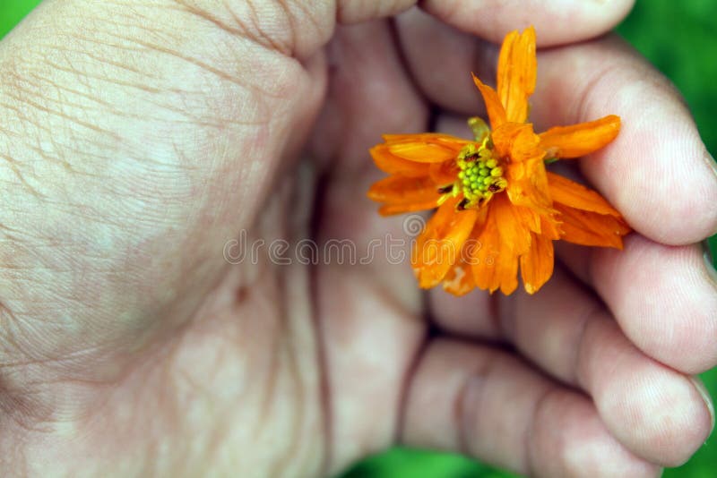 Save Flowers Showing through Hand Stock Photo - Image of life, showing ...