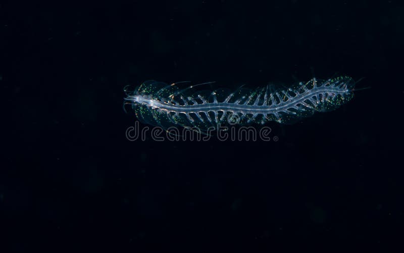 Image of a Scaled Worm at Night. Stock Image - Image of hydrozoa, black ...
