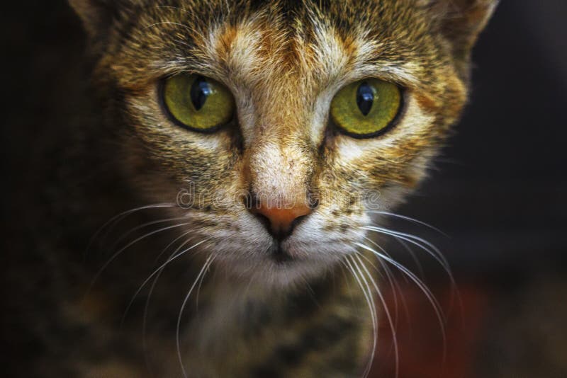 Scary Cat Stock Photos - Download 4,873 Royalty Free Photos