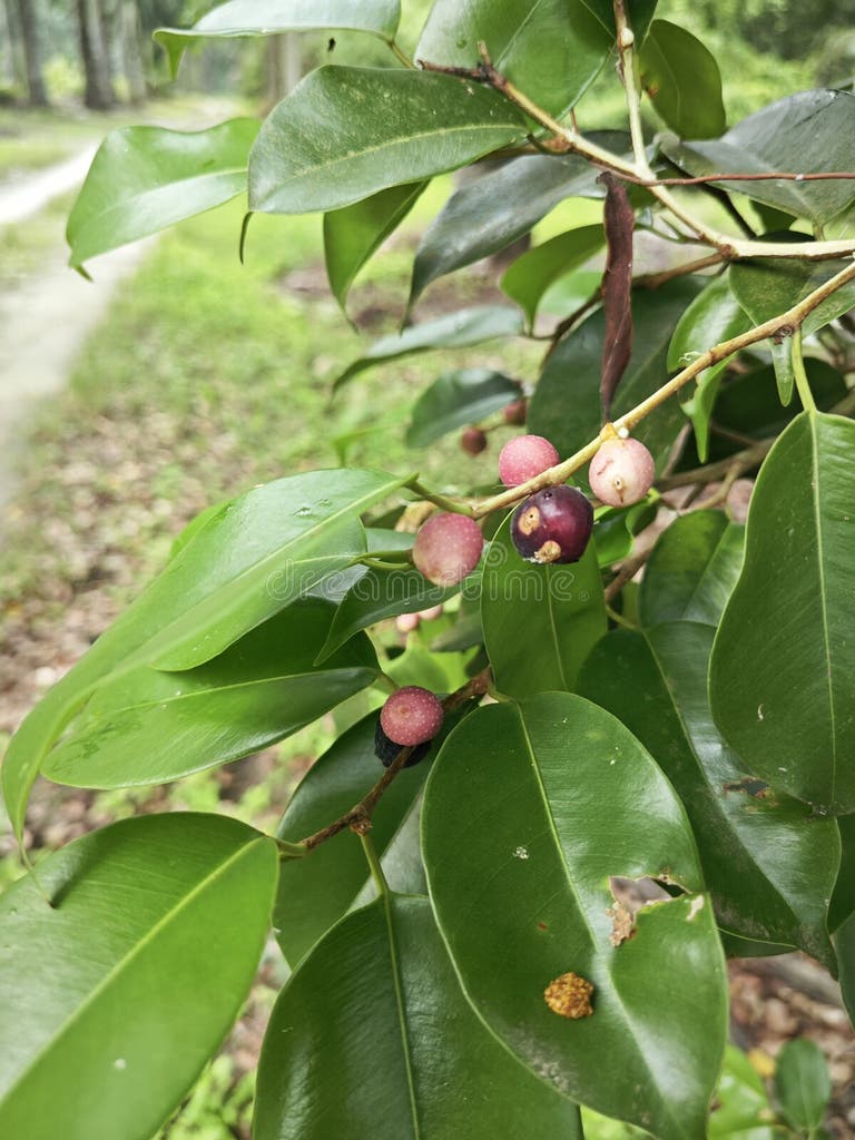 231 Ficus Microcarpa Fruit Stock Photos - Free & Royalty-Free Stock ...