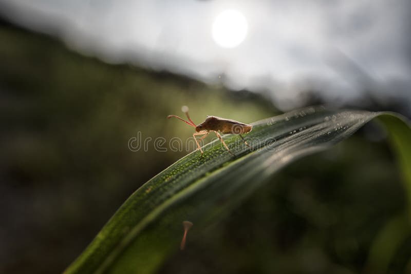 Close Shot of the Cletus Stink Bug Stock Image - Image of green, nature ...