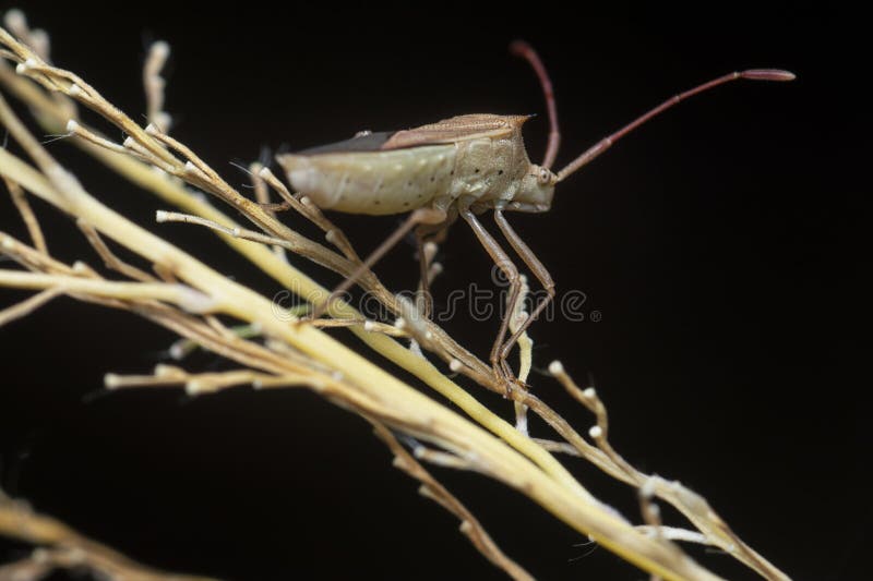 Close Shot of the Cletus Stink Bug Stock Photo - Image of closeup ...