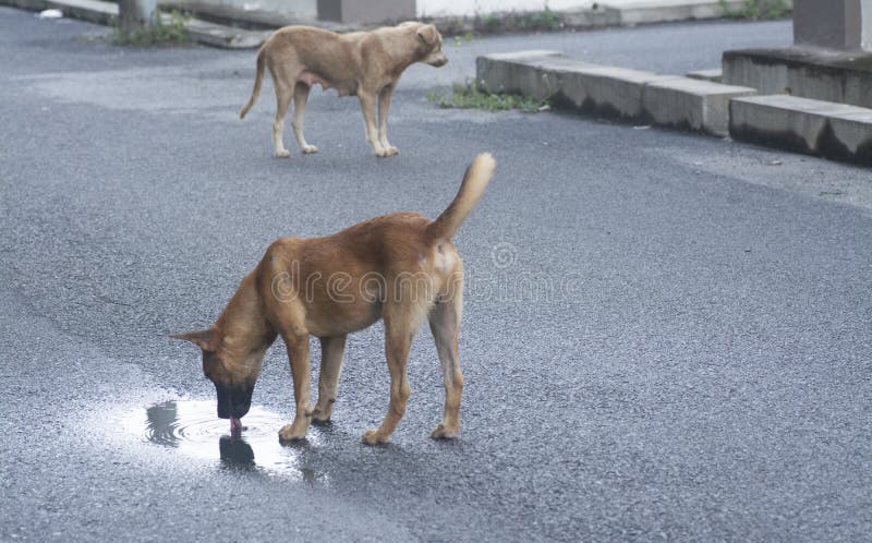 Are Stray Dogs Friendly