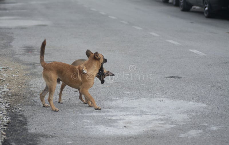 Everyday Activities of Stray Dogs on the Street. Stock Photo - Image of ...
