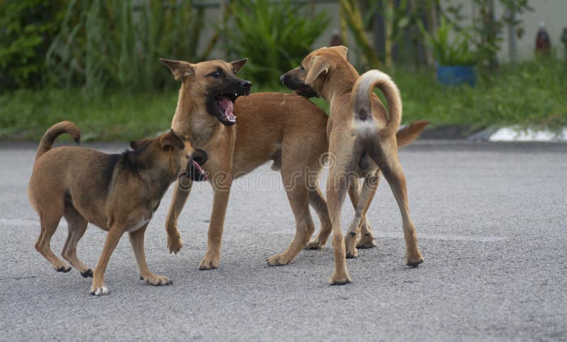 Everyday Activities of Stray Dogs on the Street. Stock Image - Image of ...