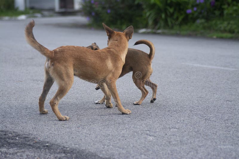 Everyday Activities of Stray Dogs on the Street. Stock Photo - Image of ...