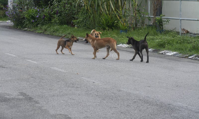 Everyday Activities of Stray Dogs on the Street. Stock Photo - Image of ...