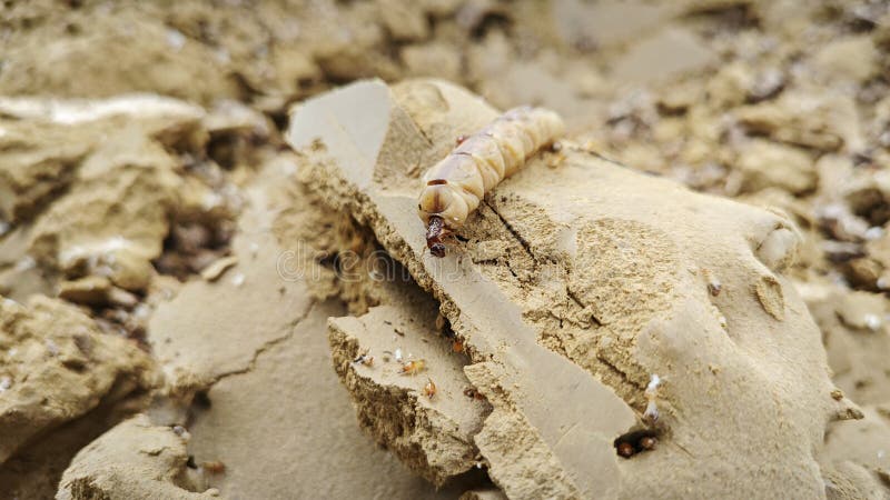 Scene Inside the Dig Up Mound Hill Termite Nestle from the Ground ...