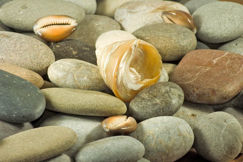 Image of Sea Shells and Stones Close-up Stock Image - Image of buddhism ...
