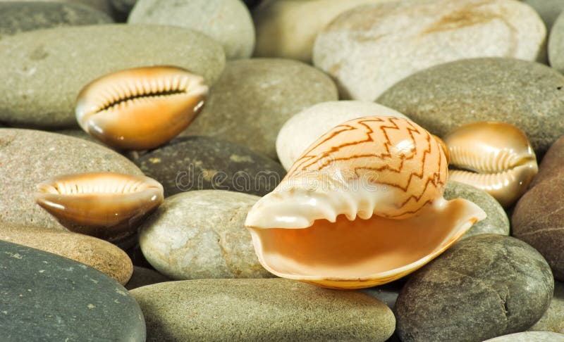 Image of Sea Shells and Stones Close-up Stock Image - Image of beauty ...