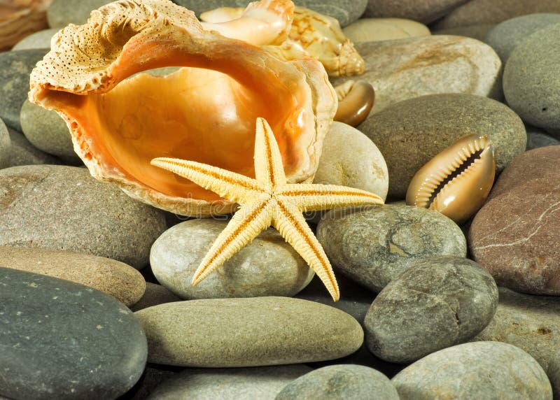 Image of Sea Shells and Stones Close-up Stock Image - Image of pile ...