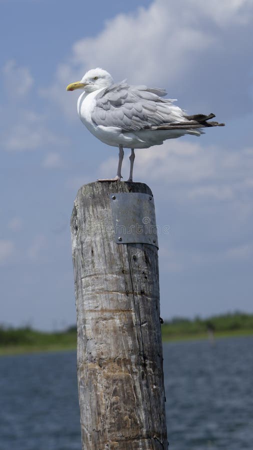 Seagull Perched upon a Pole in the Water Stock Image - Image of perched ...