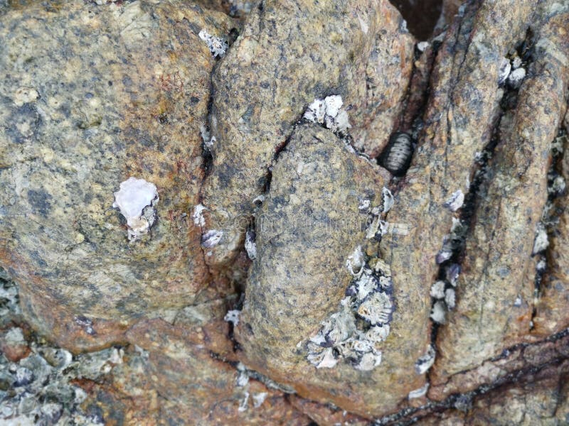 Seashell Fossil Stick or Cover the Surface of Rock or Boulder Stone ...