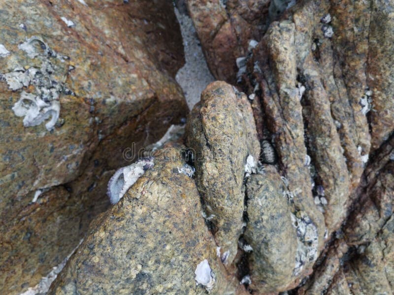 Seashell Fossil Stick or Cover the Surface of Rock or Boulder Stone ...