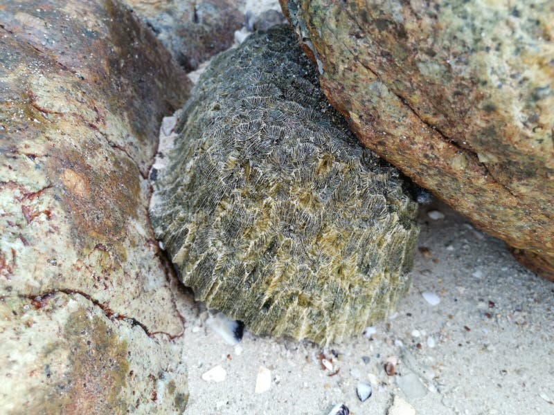 Seashell Fossil Stick or Cover the Surface of Rock or Boulder Stone ...