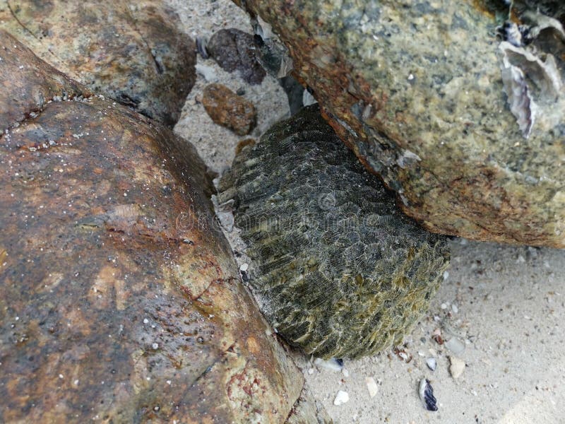 Seashell Fossil Stick or Cover the Surface of Rock or Boulder Stone ...