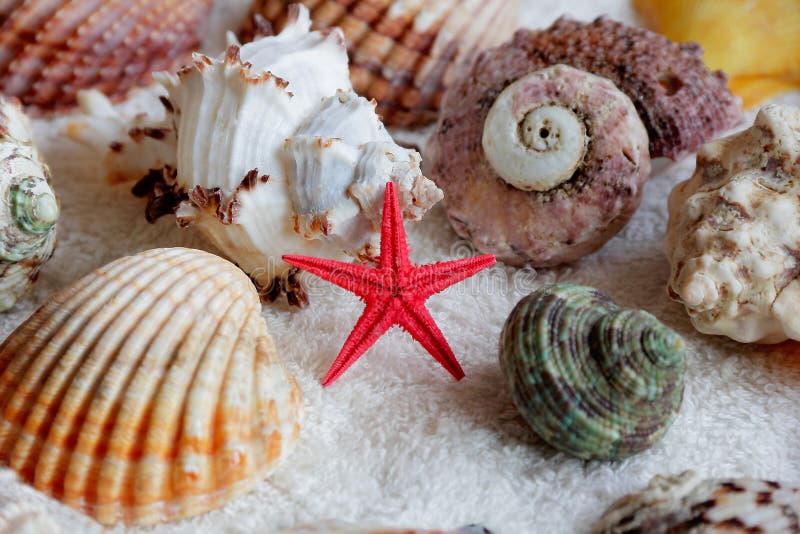 Image of Seashells and Starfish Stock Photo - Image of colorful ...