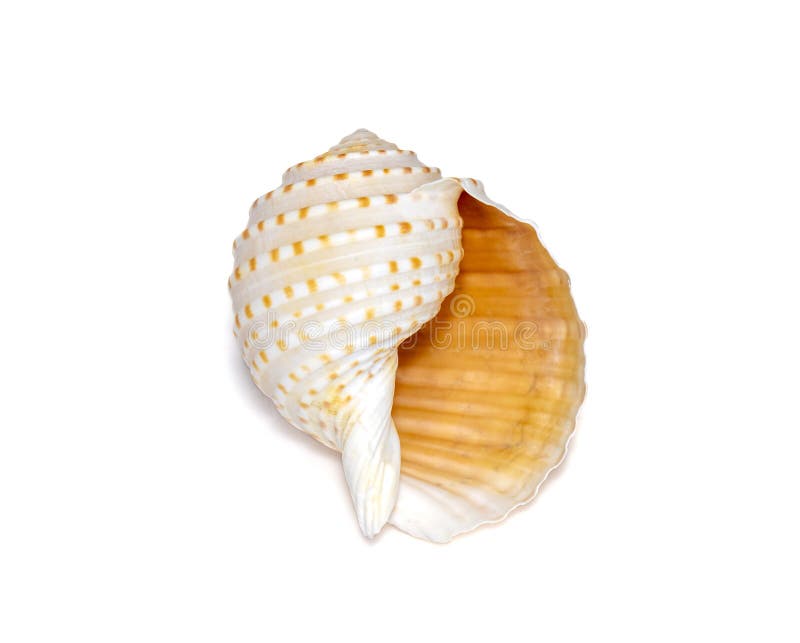 Image of Image of Seashells Cypraea Arabica on a White Background ...