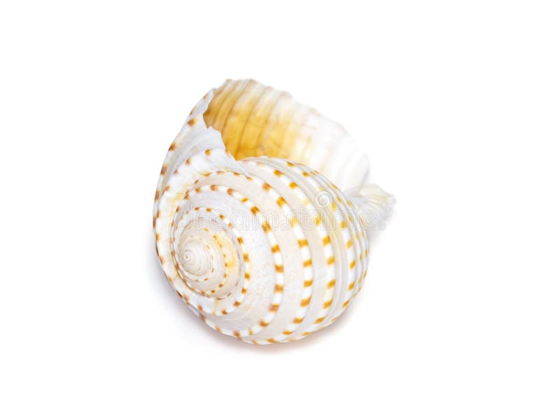 Image of Image of Seashells Cypraea Arabica on a White Background ...