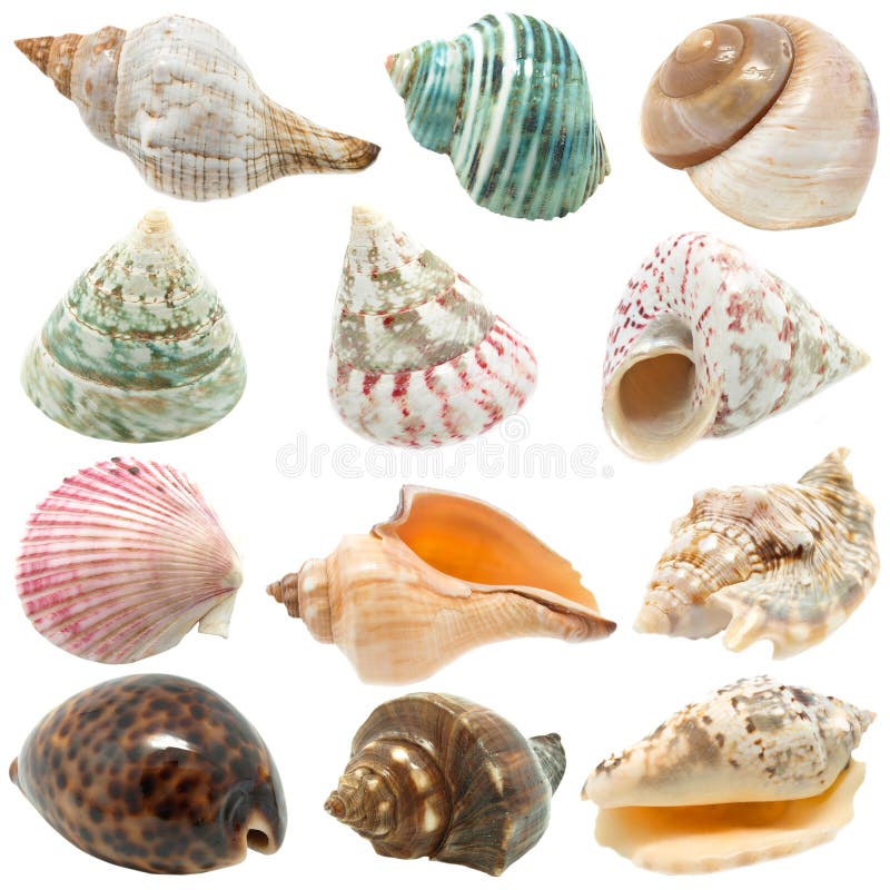 An Image of Seashells on White Background Stock Image - Image of life ...