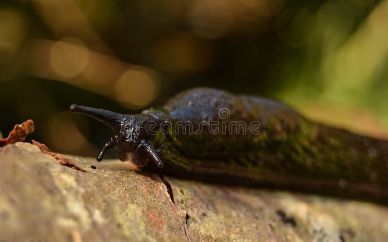 Slug walking on the tree stock image. Image of nature - 175331725
