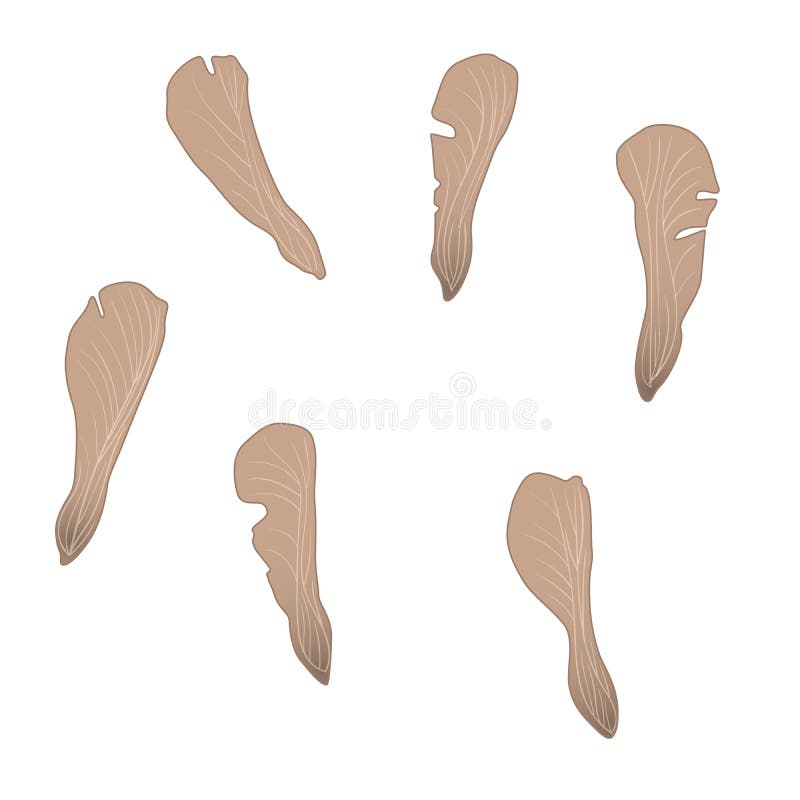 Image of a Seed Pod from Maple Tree. Stock Vector - Illustration of ...