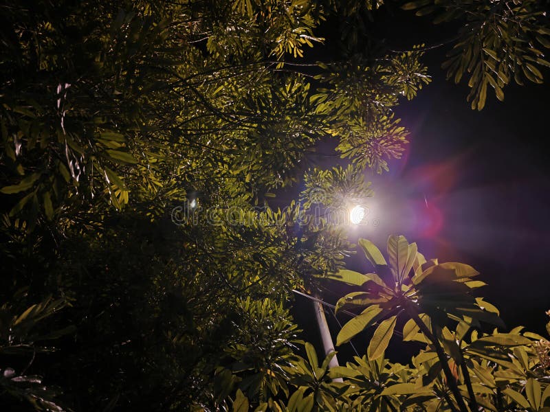 Seeing Streetlight through the Tree Branches and Leaves at Night with ...