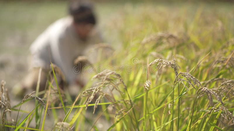 Senior Female Harvesting Rice Stock Footage - Video of ingredients ...