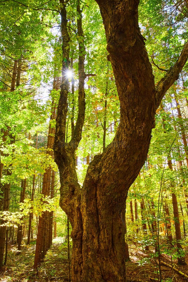 Serene Fall Forest Large Gorgeous Tree with Sun Flares Peaking Behind ...
