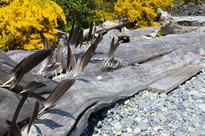 Eagle Feathers and Driftwood Log Stock Photo - Image of macro, hawk ...