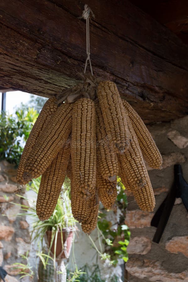 Corn Cobs Hung Outdoors To Dry the Grain Stock Image - Image of leaf ...