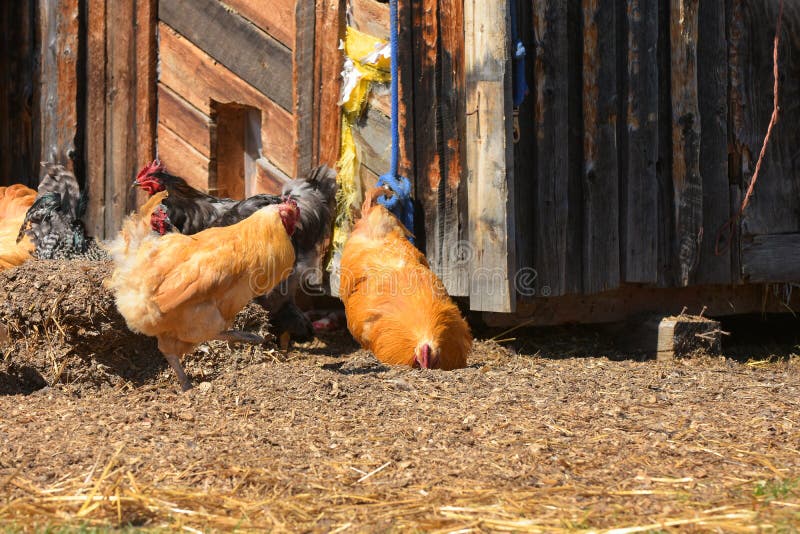 Free Range Chickens stock image. Image of animal, agriculture - 148776613