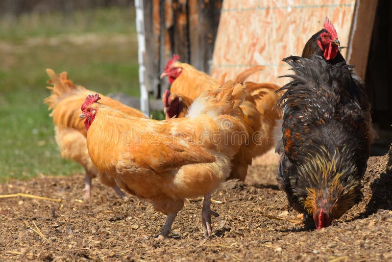 Free Range Chickens stock photo. Image of fowl, rooster - 148776760