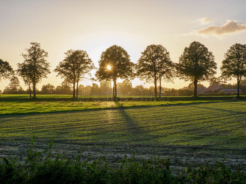 Image of Several Trees in a Row in a Field during a Sunset in Broken ...
