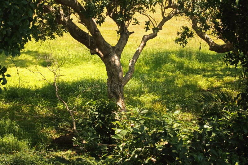 Shady Patch Under a Tree in a Meadow Stock Image - Image of colour ...