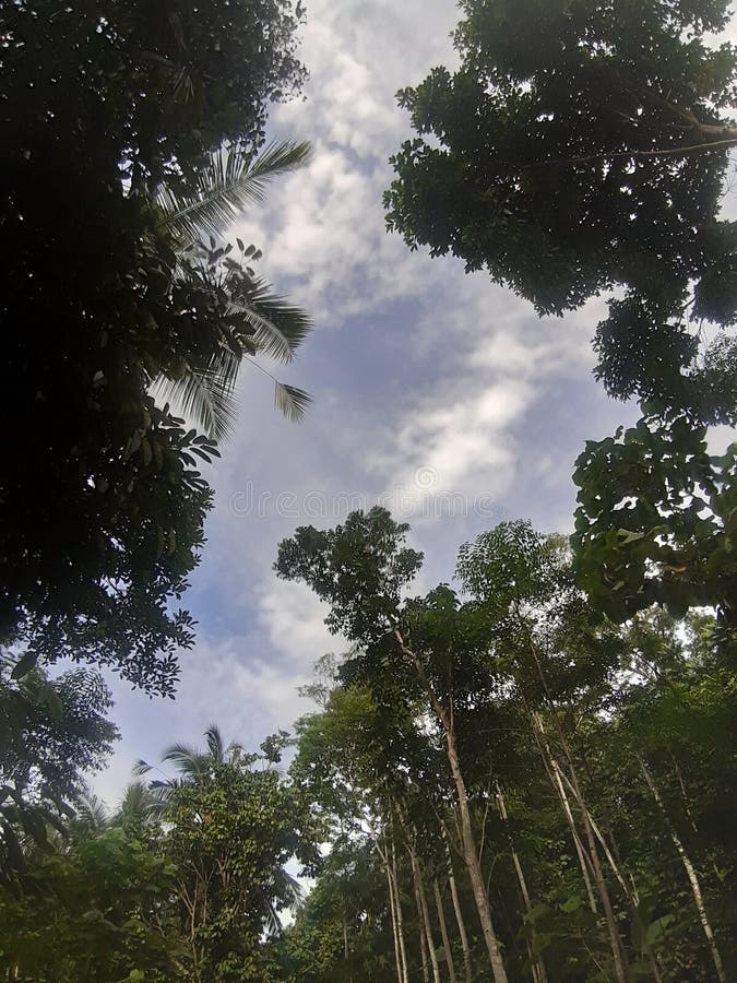 Image of Shady Trees with a Clear Sky with White Clouds Dominating ...