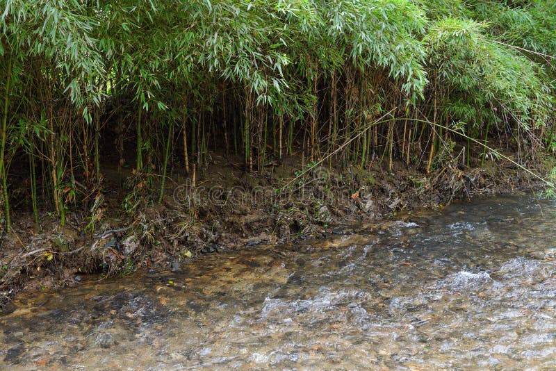 Shallow Stream in the Forest Stock Photo - Image of calm, river: 106811132