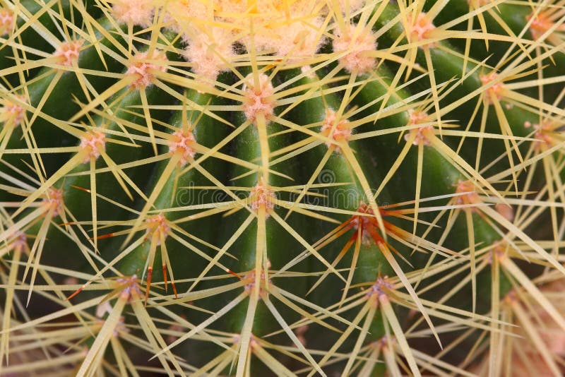 Spikes on a cactus plant stock photo. Image of desert - 185901324