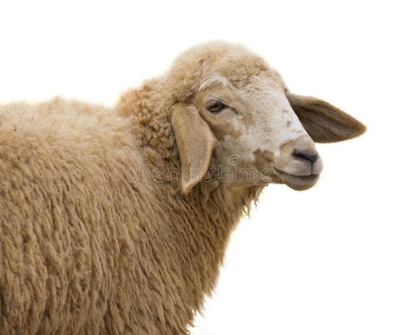 Side View Of A Sheep Looking Away Against White Background Stock Image ...