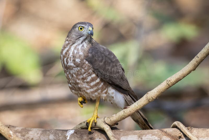 Image of Shikra Bird Accipiter Badius on a Tree Branch on Nature ...