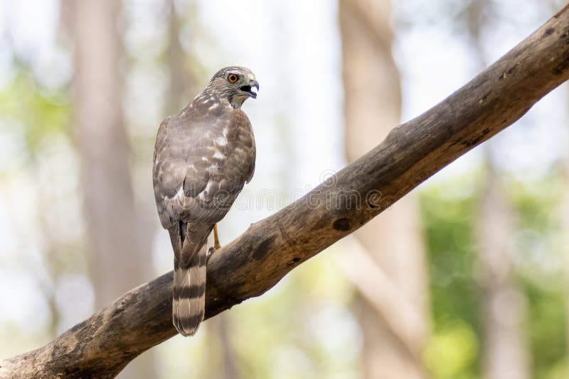 Image of Shikra Bird Accipiter Badius on a Tree Branch on Nature ...