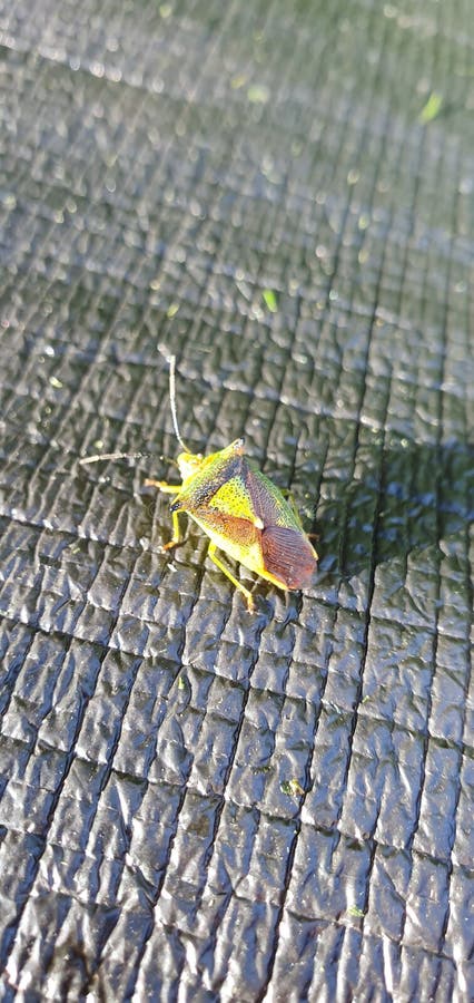The Image of a Shiny Green Insect Stock Image - Image of insect, green ...